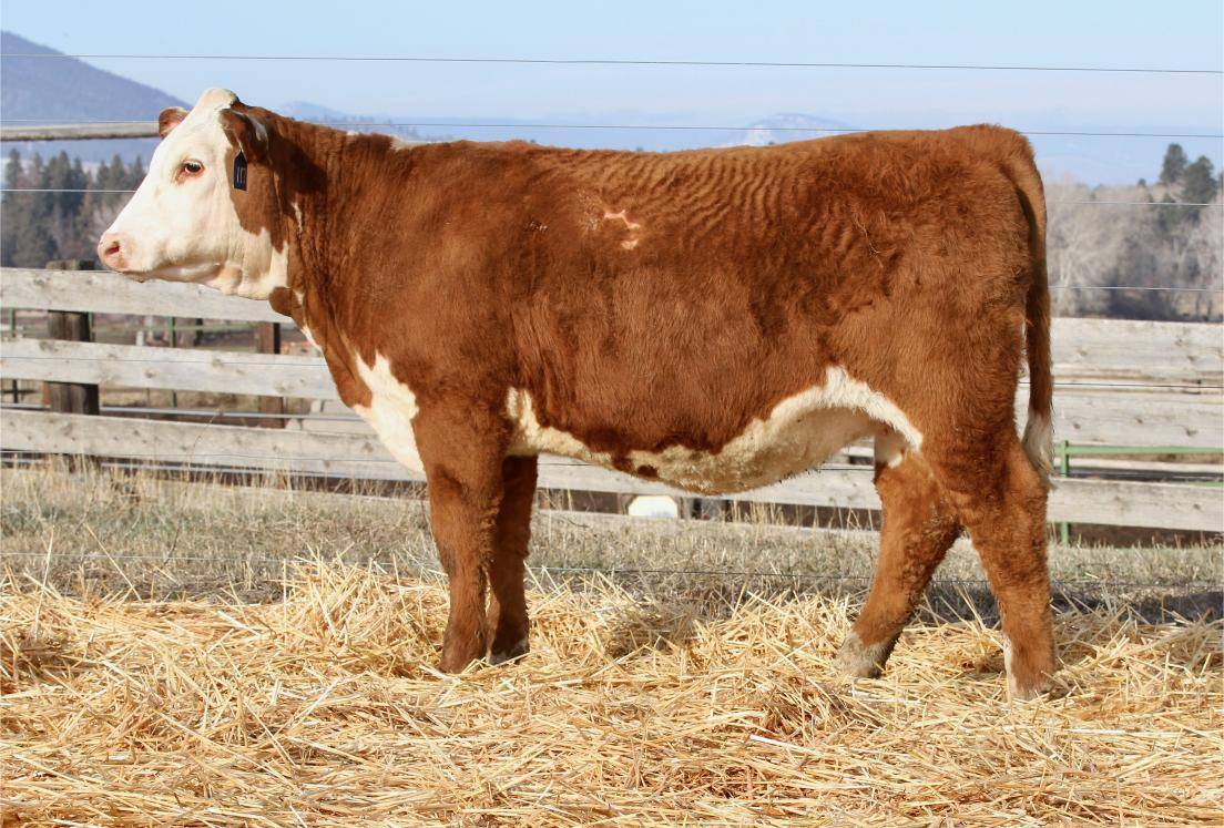 Customer Cattle For Sale :: Harrell Hereford Ranch :: Oregon Cattle Ranch