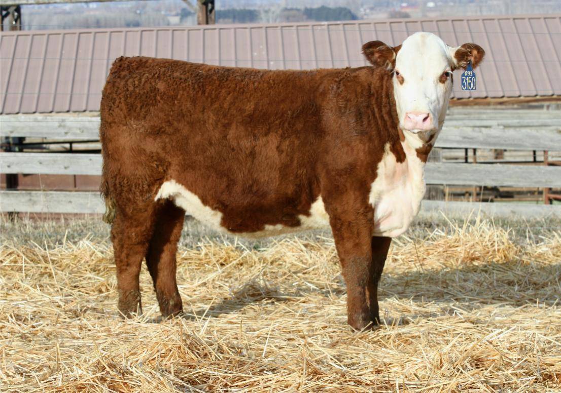 Customer Cattle For Sale :: Harrell Hereford Ranch :: Oregon Cattle Ranch