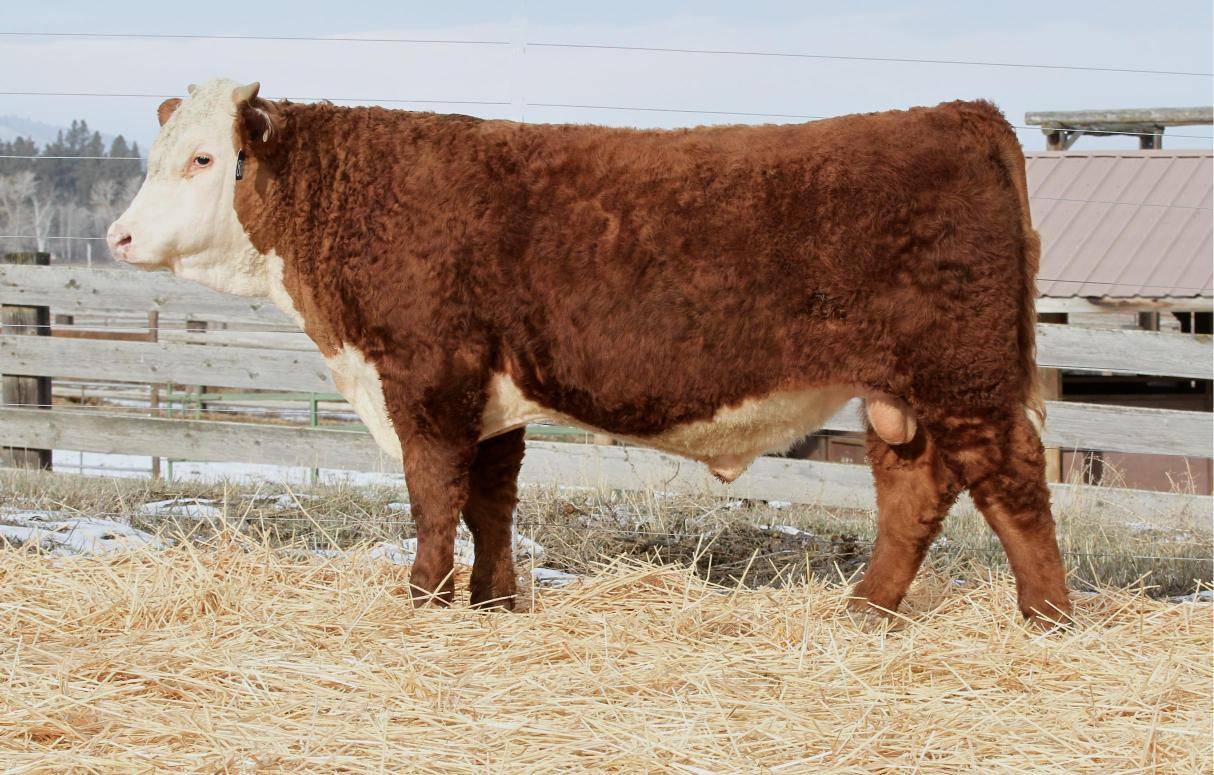 Customer Cattle For Sale :: Harrell Hereford Ranch :: Oregon Cattle Ranch
