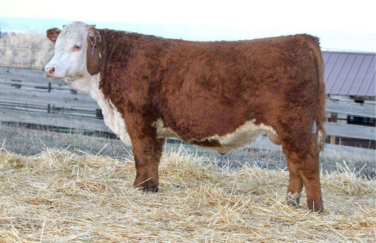 Customer Cattle For Sale :: Harrell Hereford Ranch :: Oregon Cattle Ranch